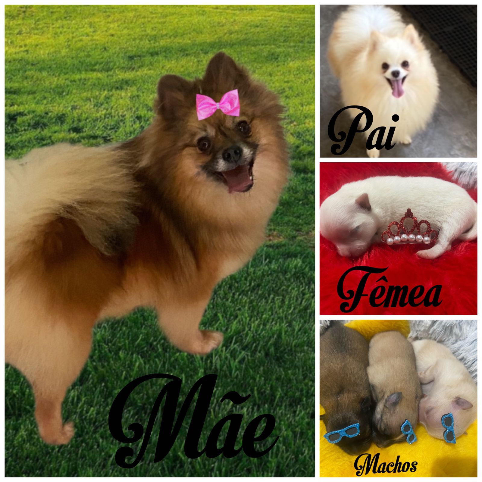 Spitz Alemão Filhote – Fofinho – Barato – Compre Aqui Spitz7